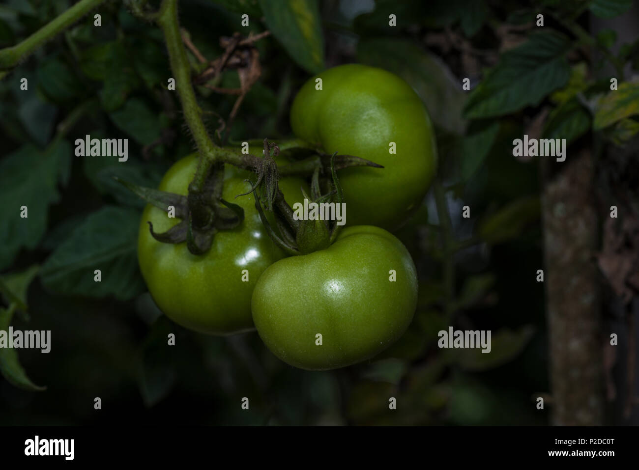 Closeup foliage composition hi-res stock photography and images - Alamy