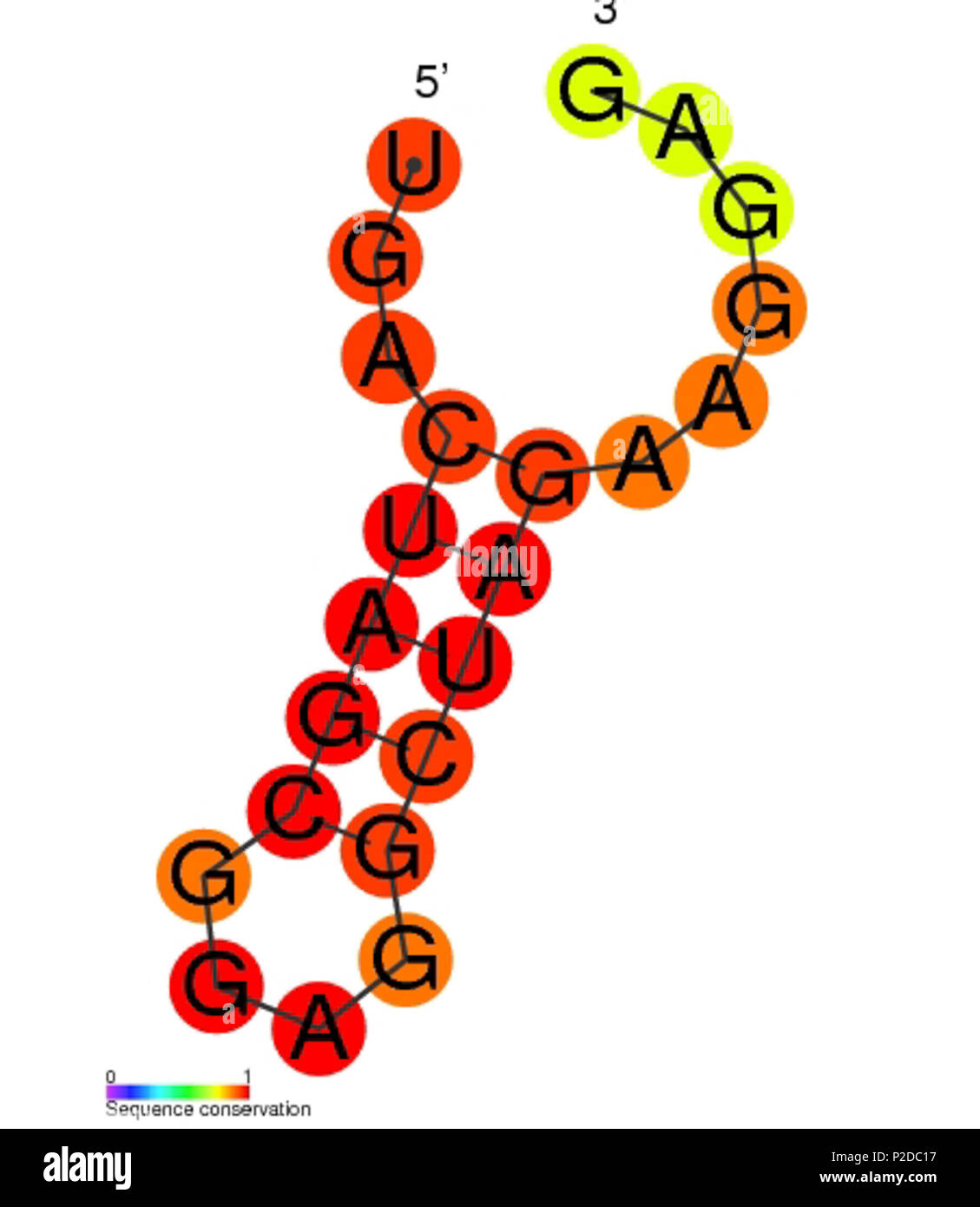 . Secondary structure and sequence conservation image for HIV-1 SL3 non ...