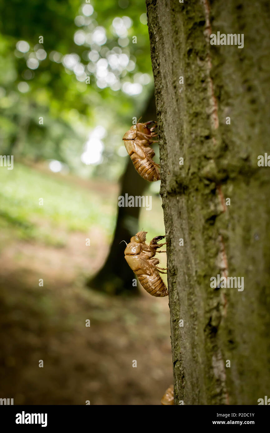 Chitin exoskeleton of cicada Tibicina haematodes on the tree Stock ...