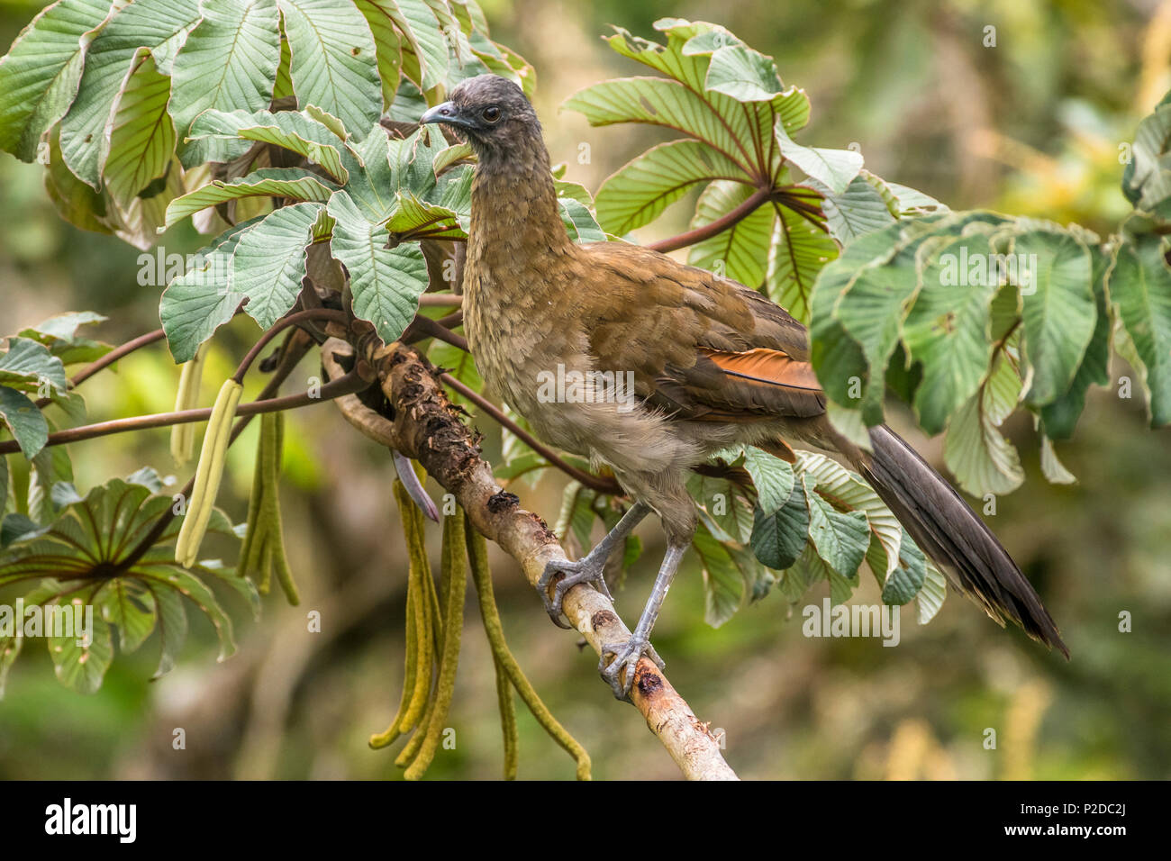 Grey headed chachalaca on a Cecropia peltata tree a species that ...