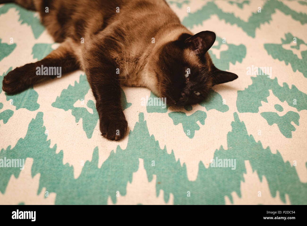 Bore cat hi-res stock photography and images - Alamy
