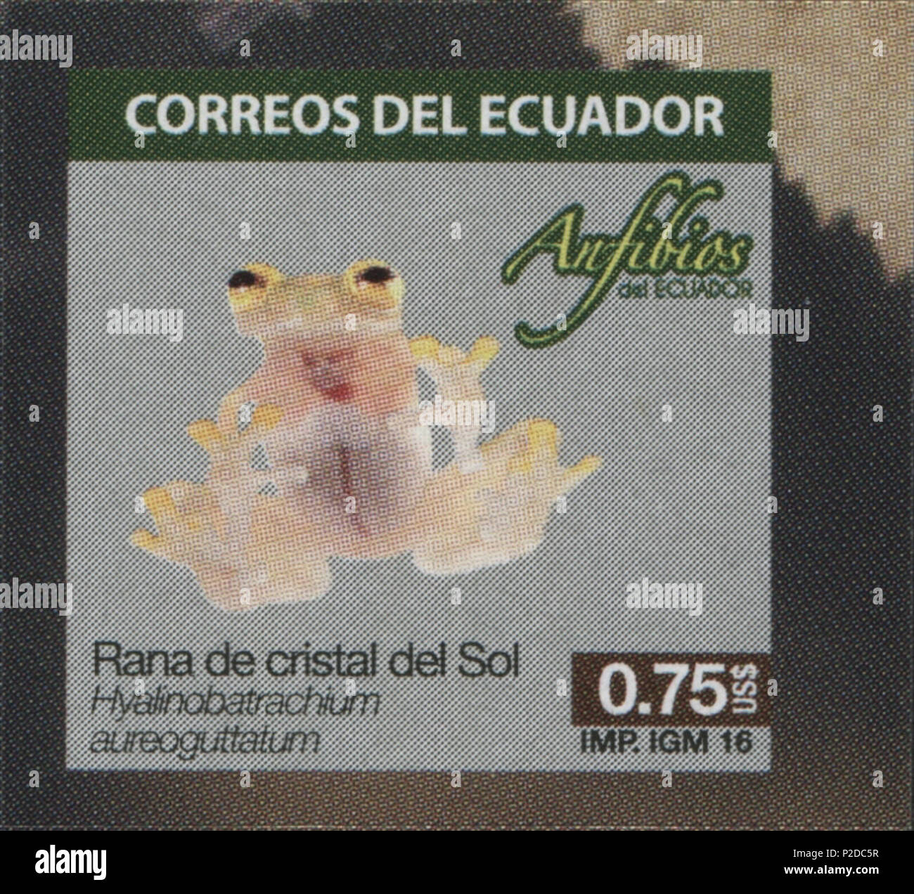 . English: Amphibians of Ecuador - Glass Frog - Hyalinobatrachium ...