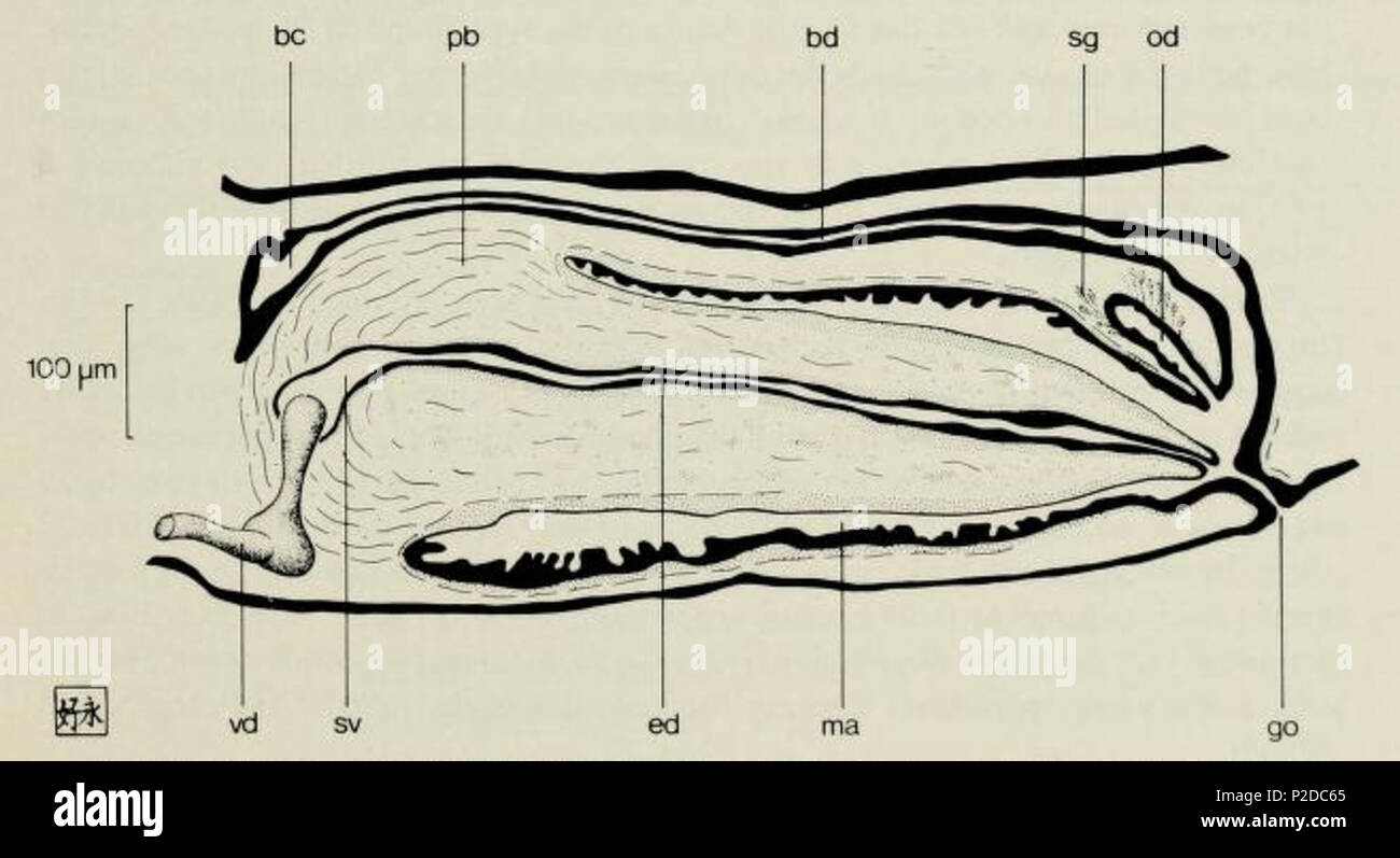. English: Hymanella retenuova. Sagittal section, viewed from the left ...