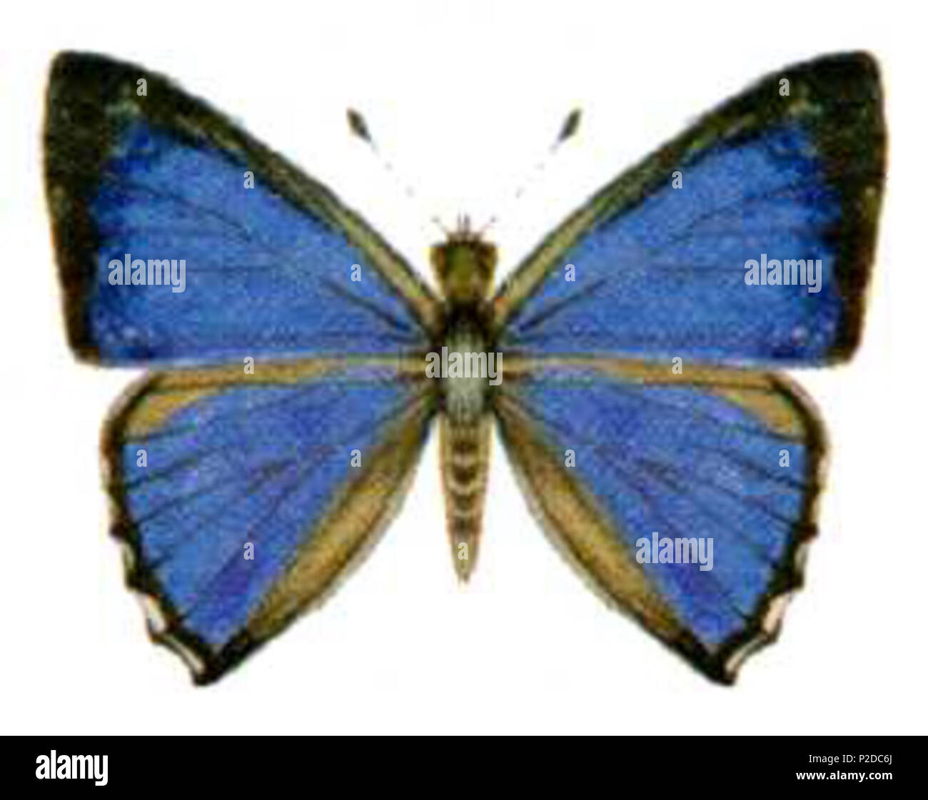 25 Hypochrysops digglesii (ento-csiro-au Stock Photo - Alamy