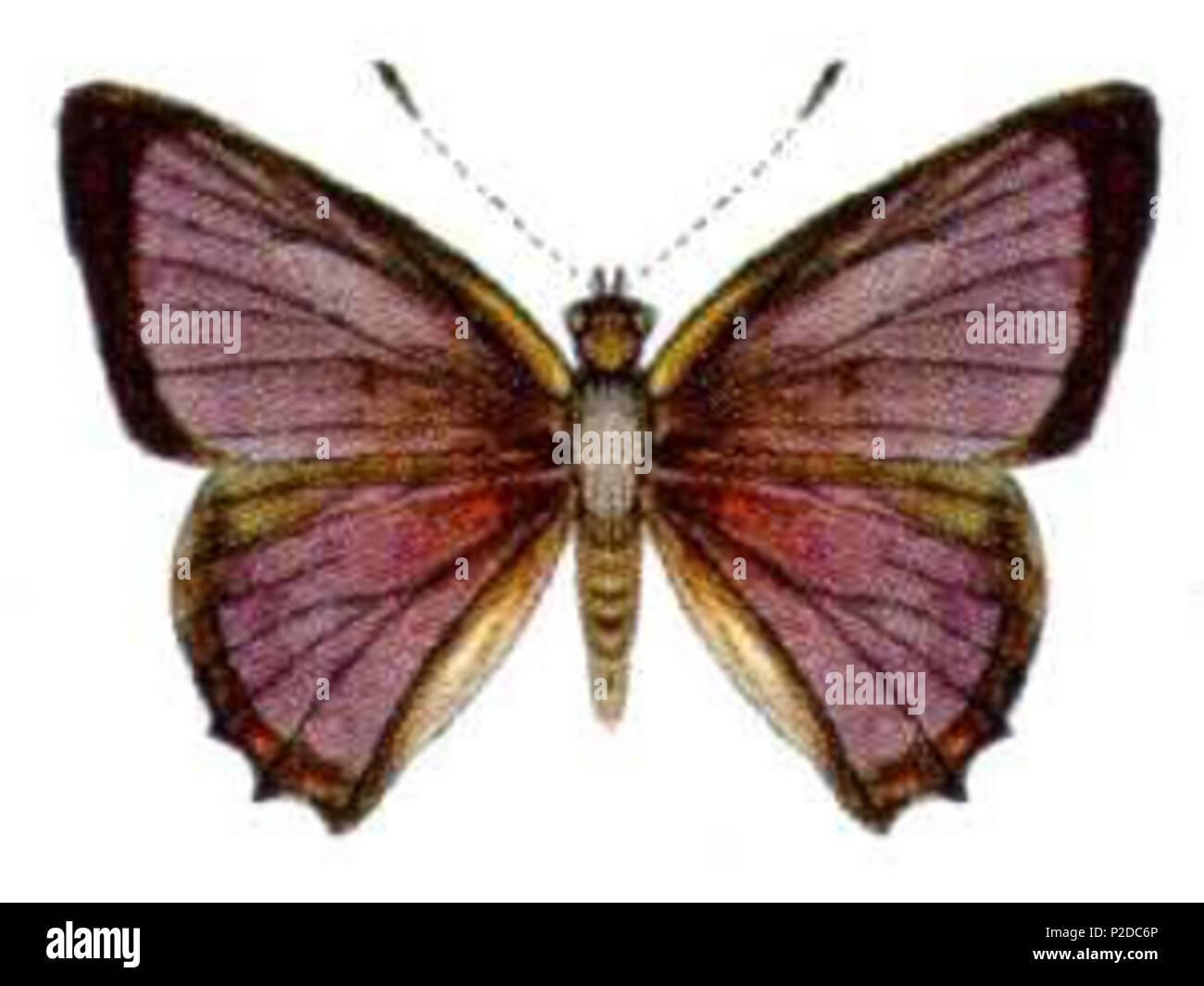 25 Hypochrysops epicurus (ento-csiro-au Stock Photo - Alamy