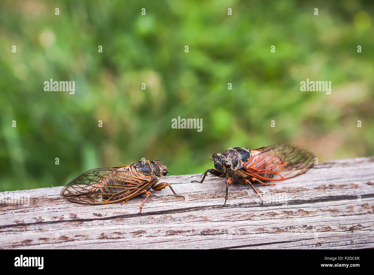 Two adult cicadas Tibicina haematodes with orange veins on the wings ...