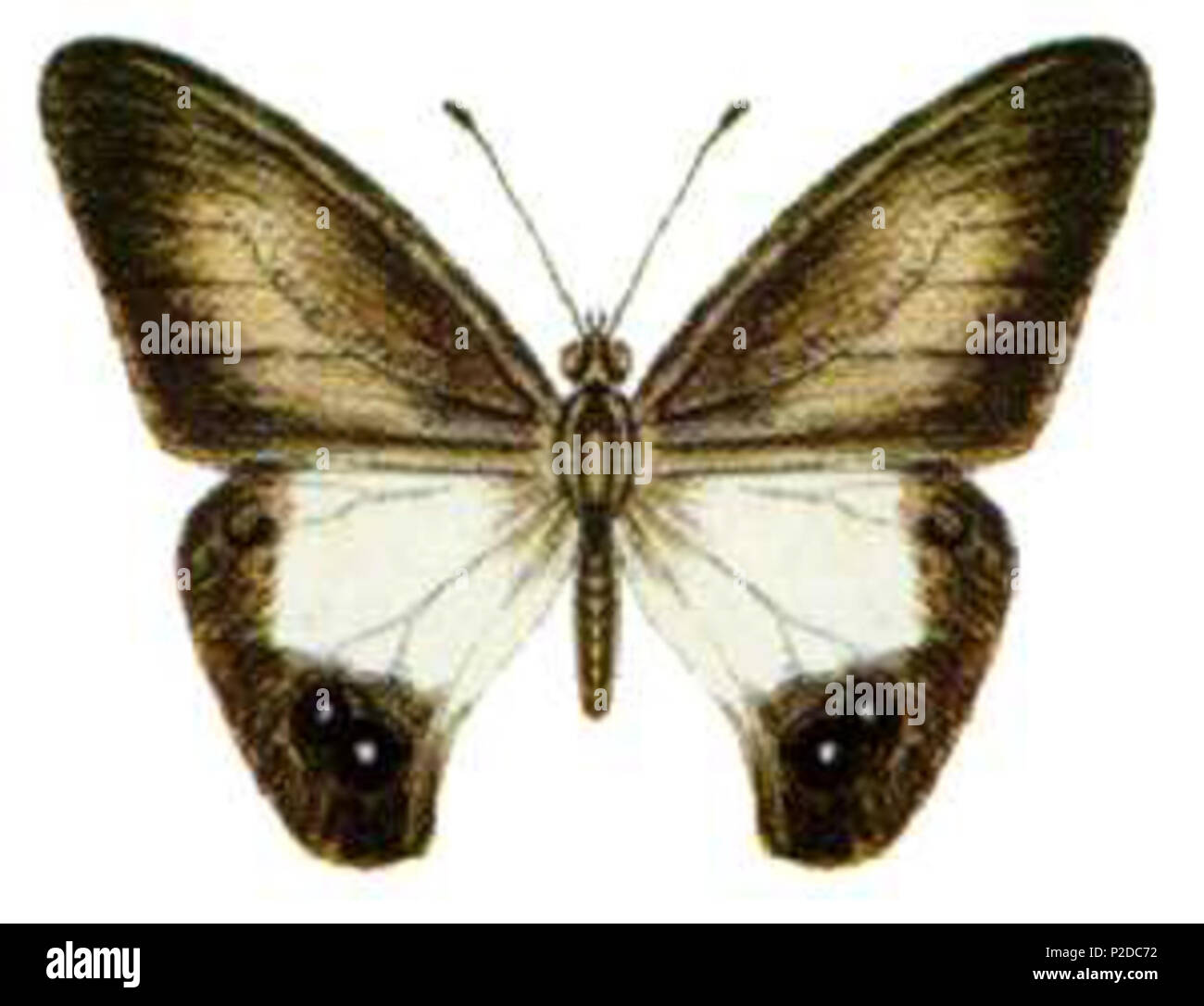 . Hypocysta angustata angustata . Commonwealth Scientific and ...