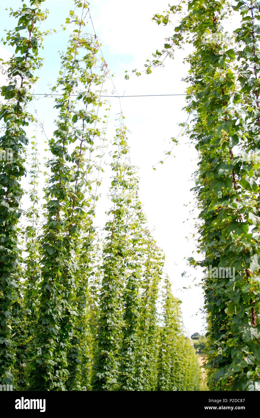 Hop field hi-res stock photography and images - Alamy