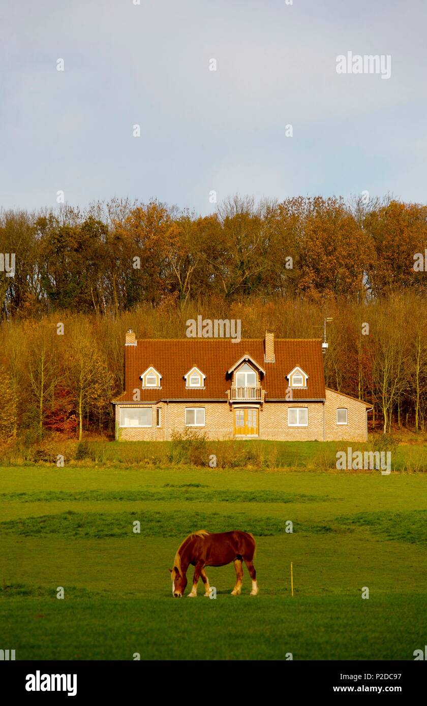 Belgium, West Flanders, Flanders landscape Stock Photo - Alamy