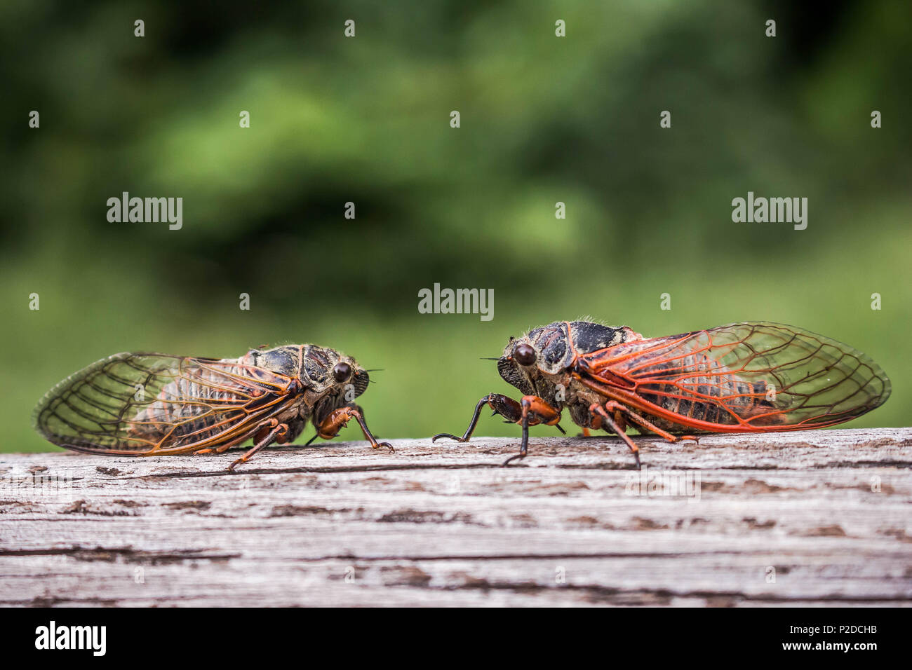 Two adult cicadas Tibicina haematodes with orange veins on the wings ...