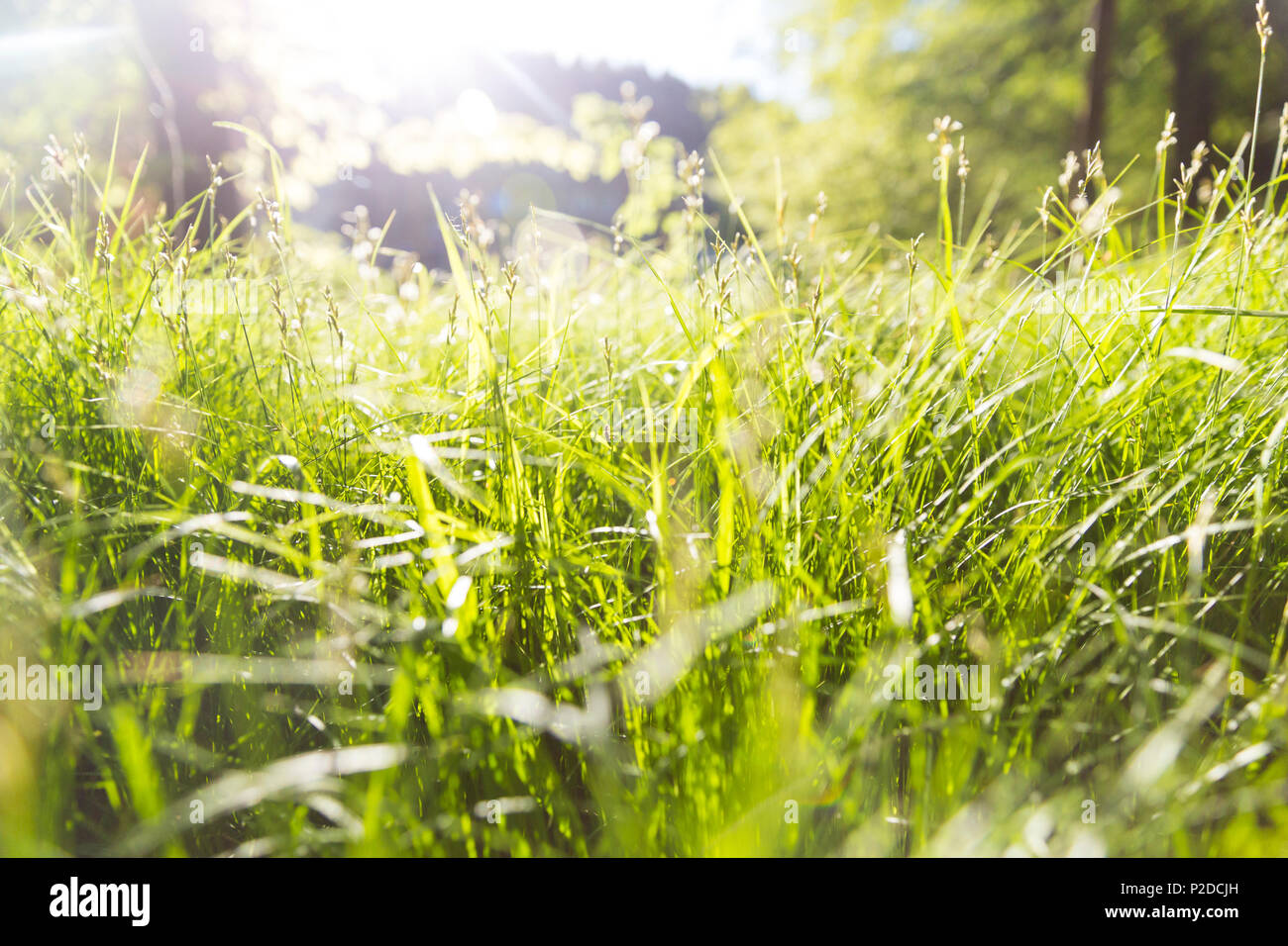Switzerland in spring hi-res stock photography and images - Alamy
