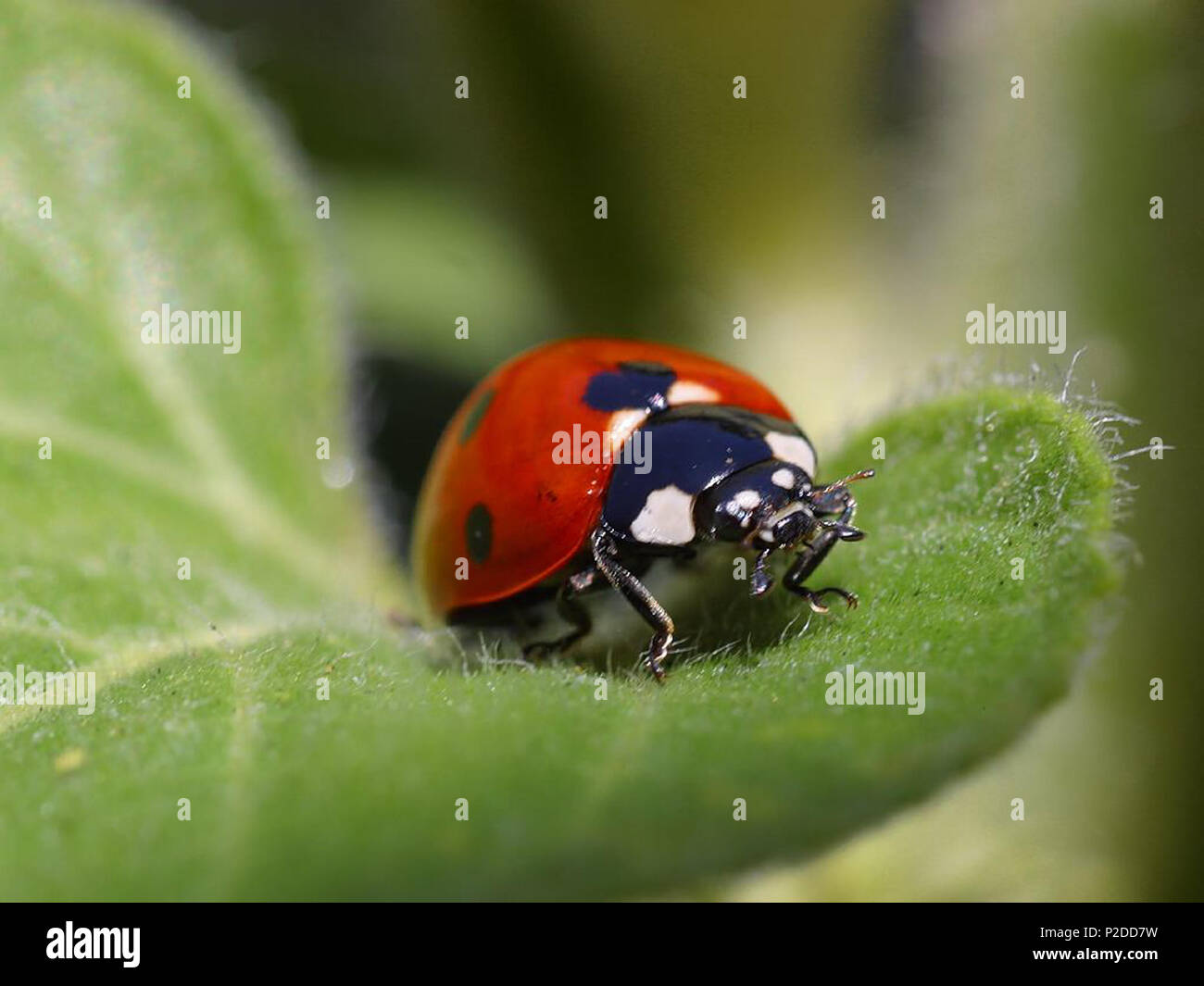 30 ladybug hi-res stock photography and images - Alamy