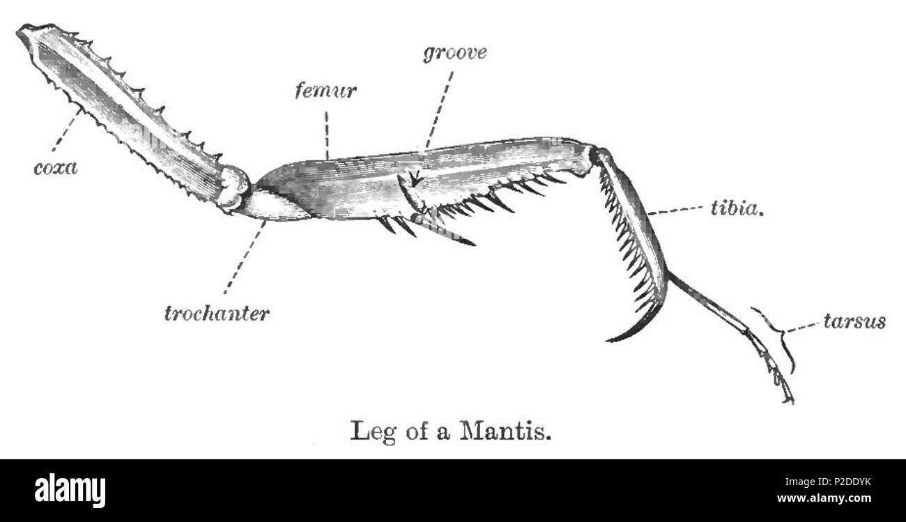 . Leg of praying mantis . 1909. Charles Owen Waterhouse (d. 1917) at ...