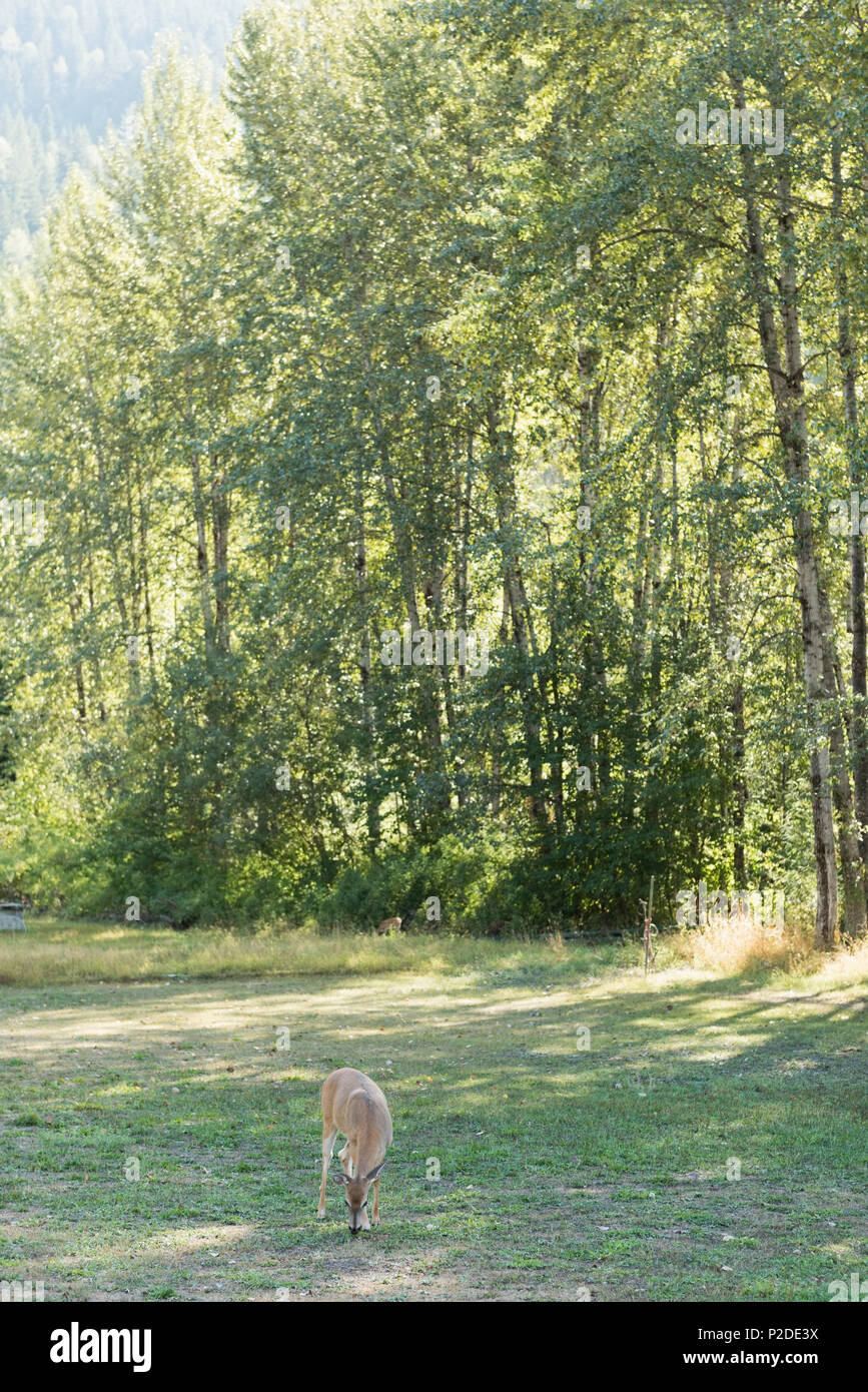 Deer grazing in the forest Stock Photo - Alamy