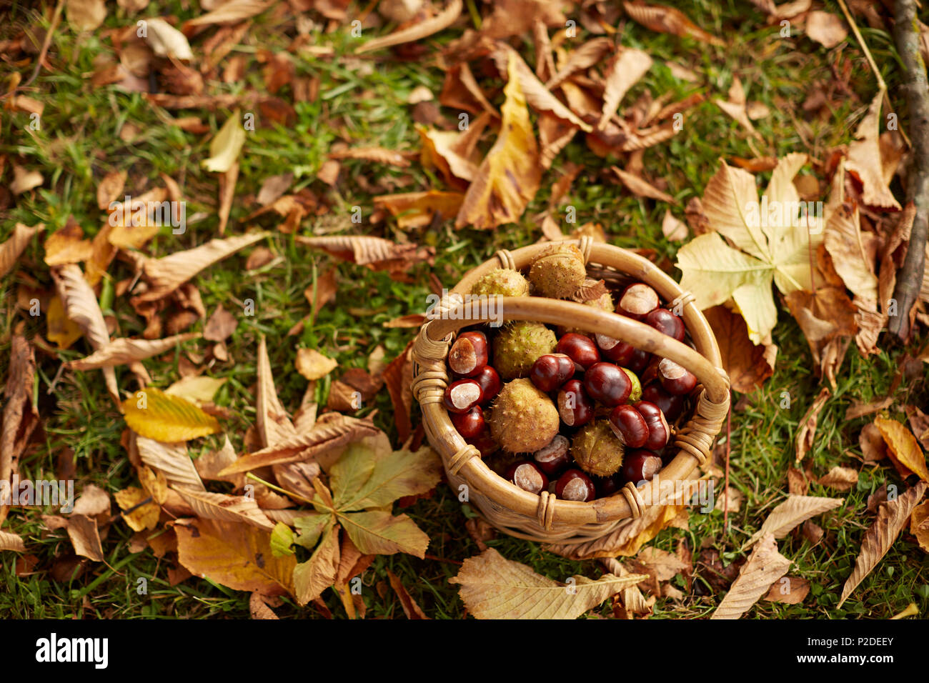 Bucket full of chestnuts between autumn leaves, Uffing, Staffelsee ...