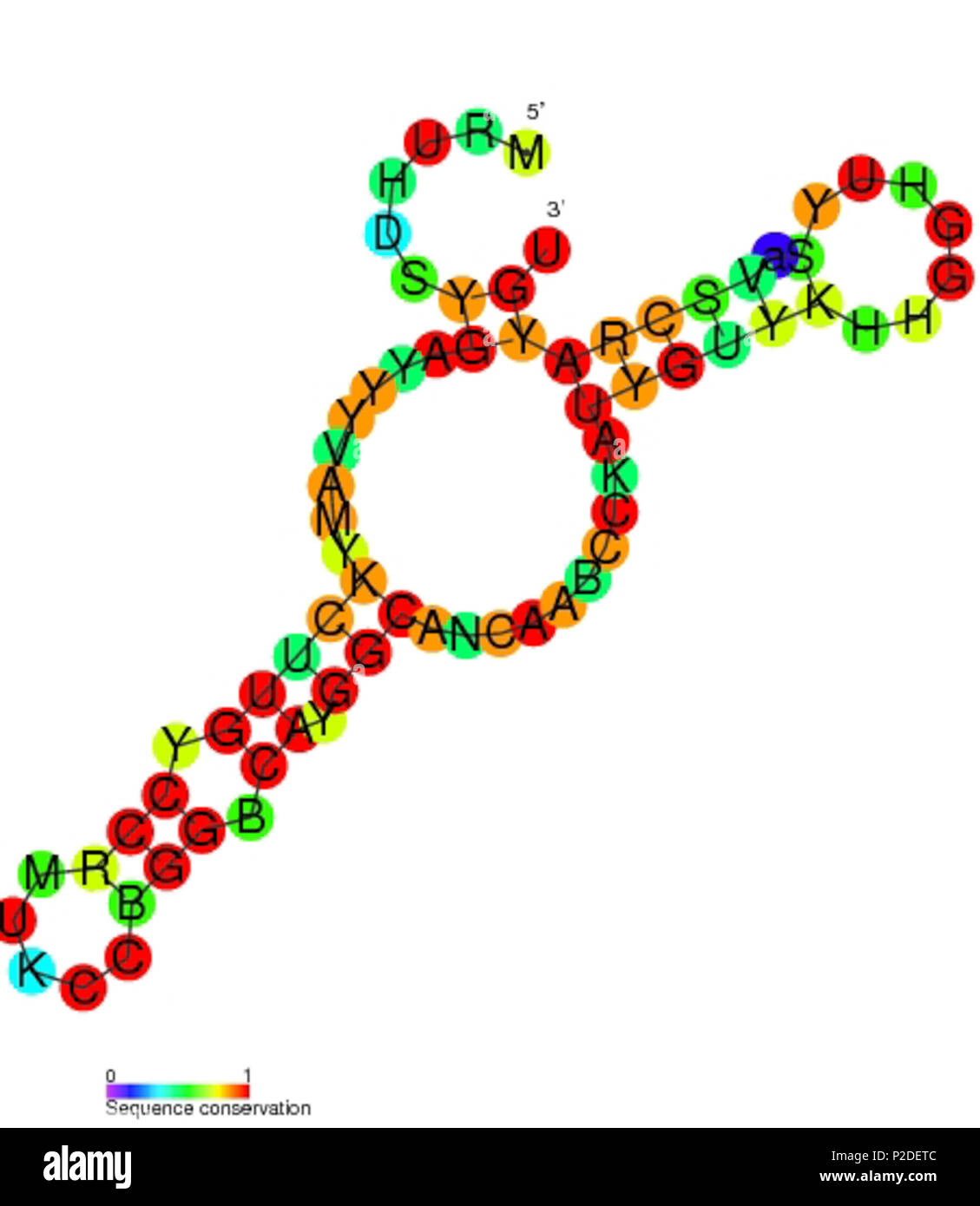 . Secondary structure and sequence conservation image for P10 non ...