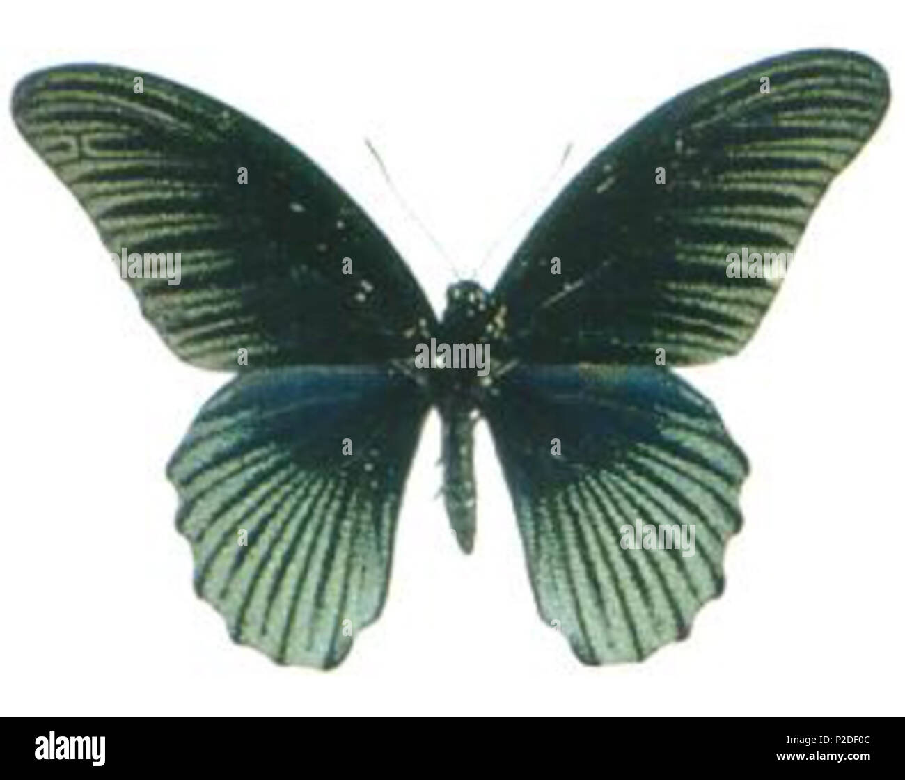 Australian butterfly Cut Out Stock Images & Pictures - Alamy
