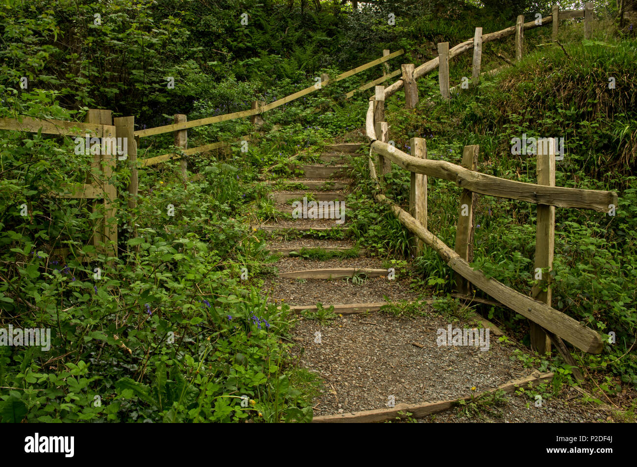Steps up an incline part of several footpaths in this popular nature ...