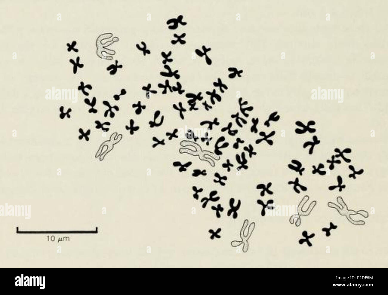 Phagocata velata hi-res stock photography and images - Alamy