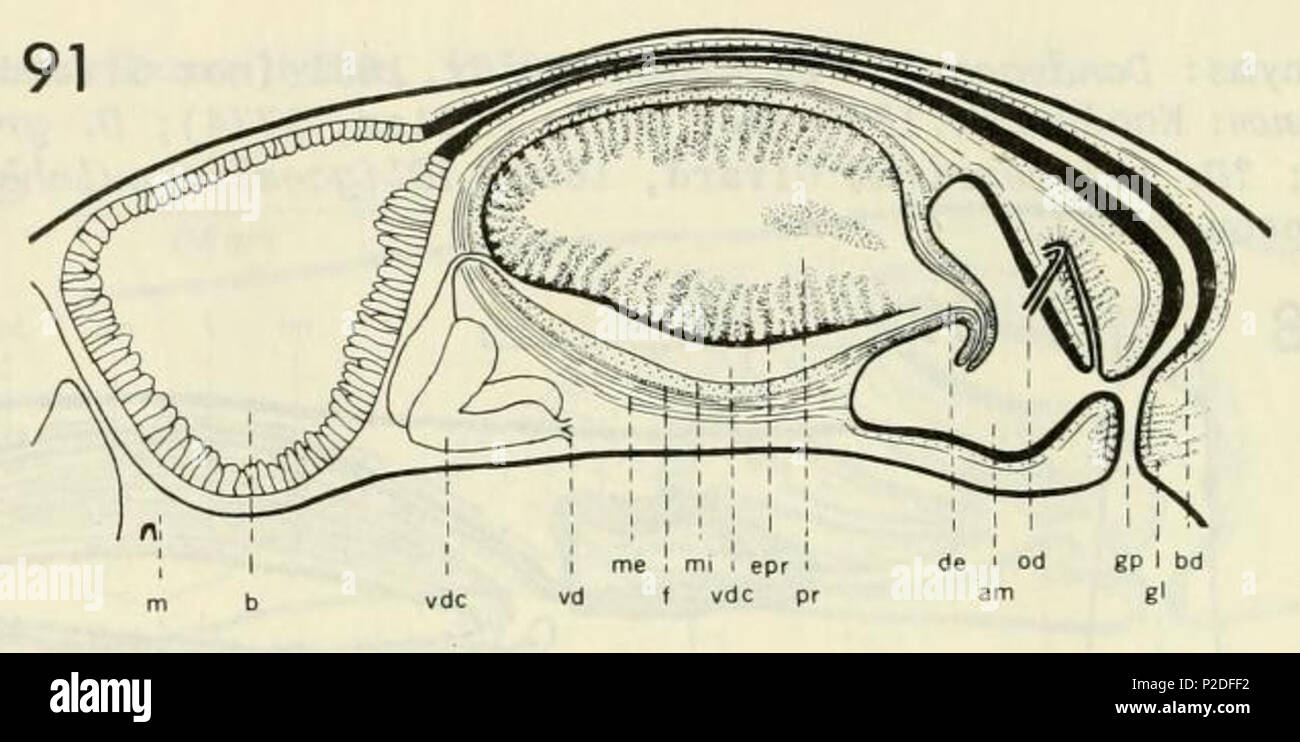 . English: Reproductive system of Procotyla typhlops. 28 October 2012 ...