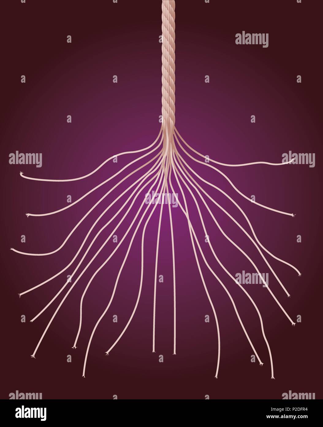 cut and fringing rope end looks like tree roots vector art Stock Vector ...