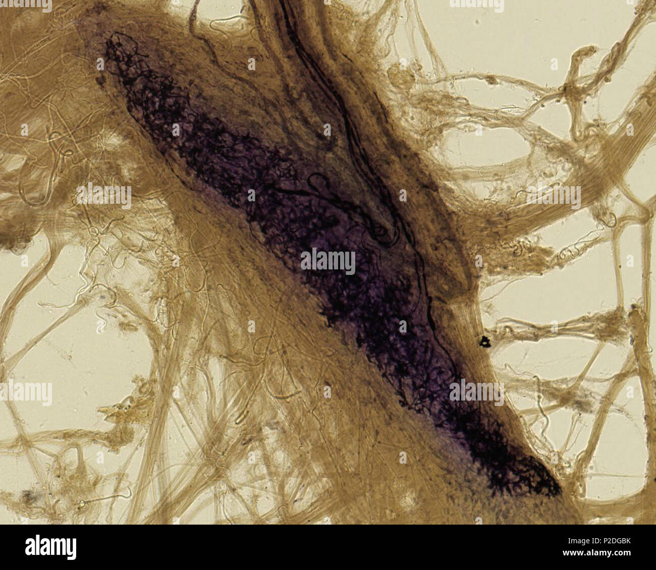 Original slide hi-res stock photography and images - Alamy