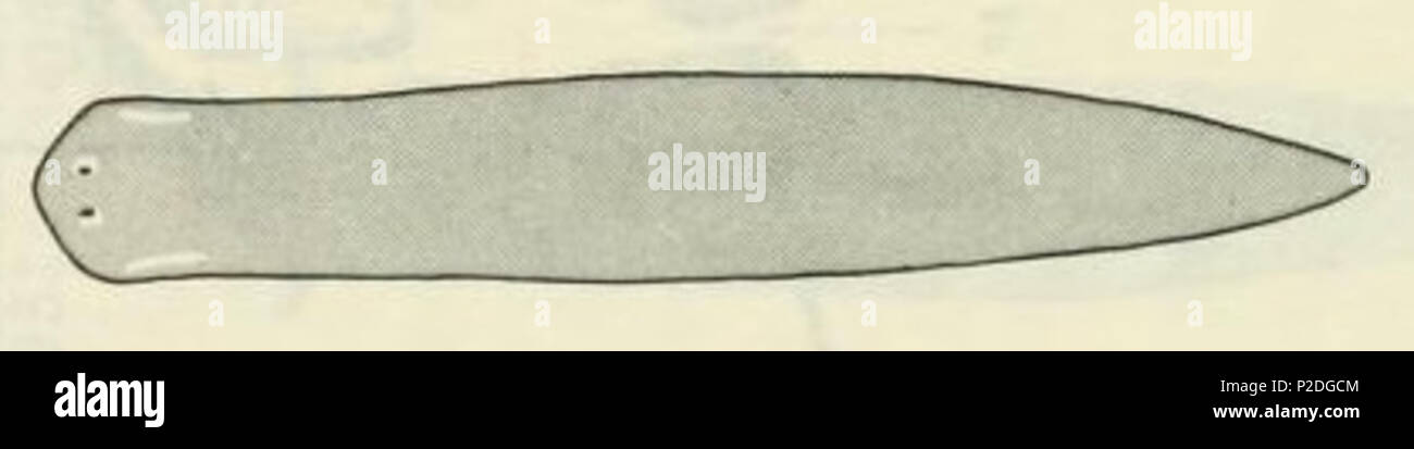 Dugesiidae High Resolution Stock Photography and Images - Alamy