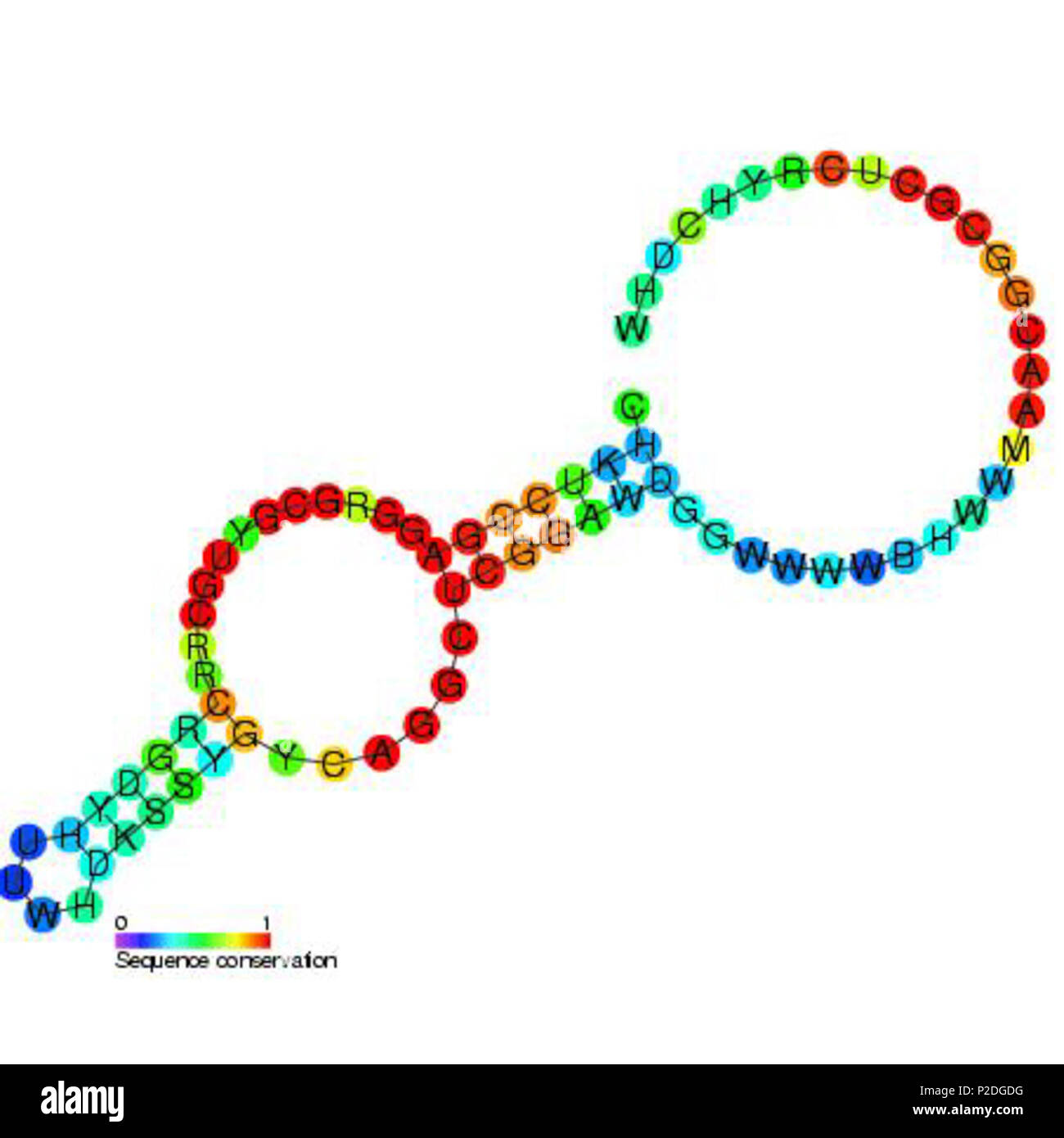 . Secondary structure image for the SAH riboswitch ncRNA (RF01057 ...
