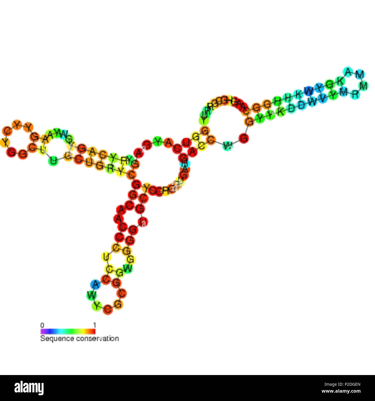 . Secondary structure image for SAM-IV non coding RNA (RF00634 ...