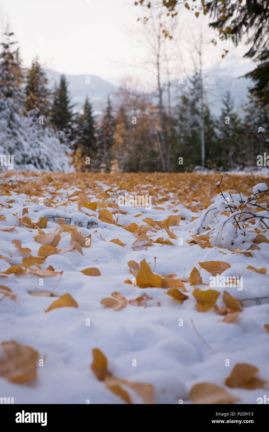 Snow covered leaves hi-res stock photography and images - Alamy