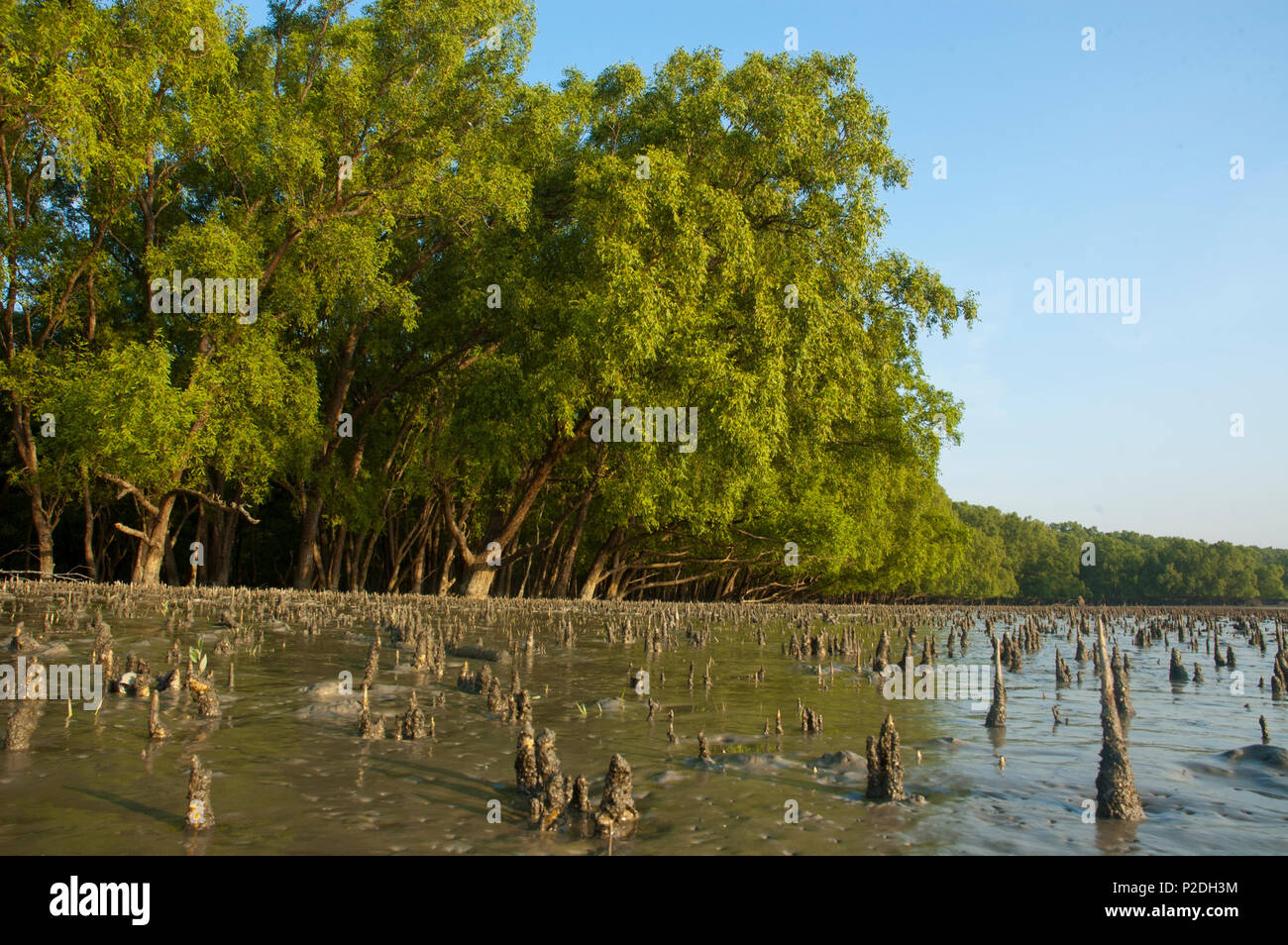 The Sundarbans, a UNESCO World Heritage Site and a wildlife sanctuary ...