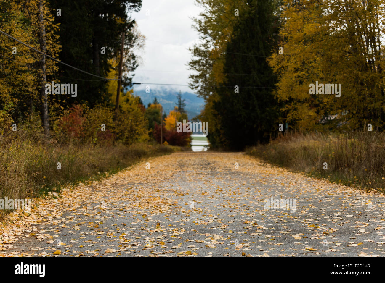 Road passing through autumn trees Stock Photo - Alamy