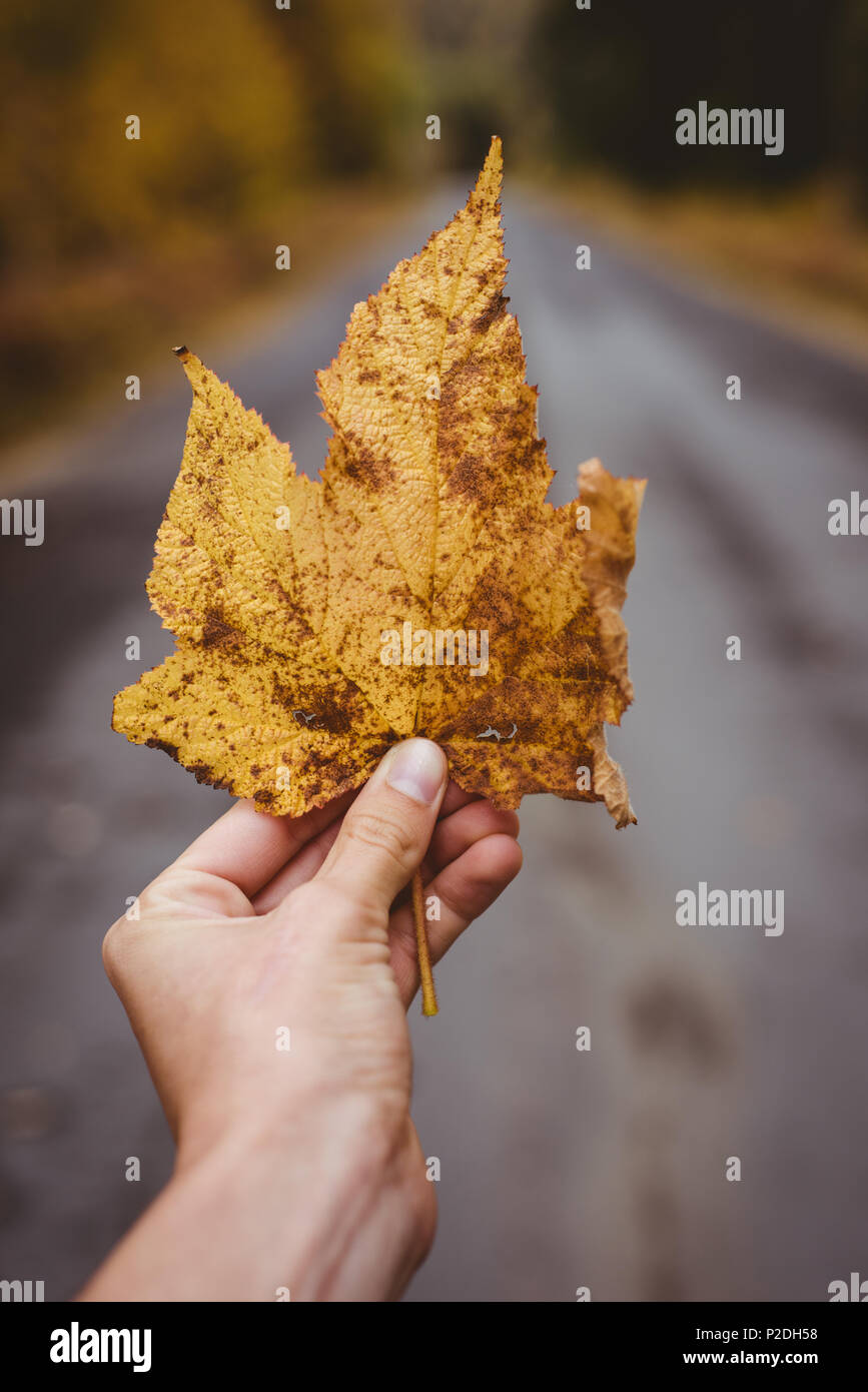 Hand holding maple leaf hi-res stock photography and images - Alamy