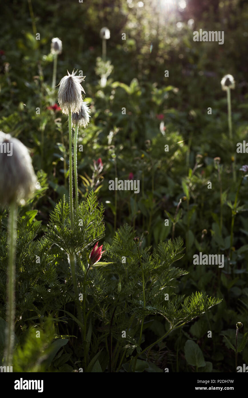 Wildflower in forest hi-res stock photography and images - Alamy