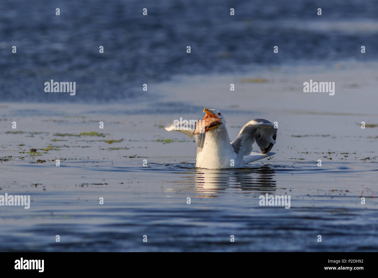 Seagull eating fish hi-res stock photography and images - Alamy