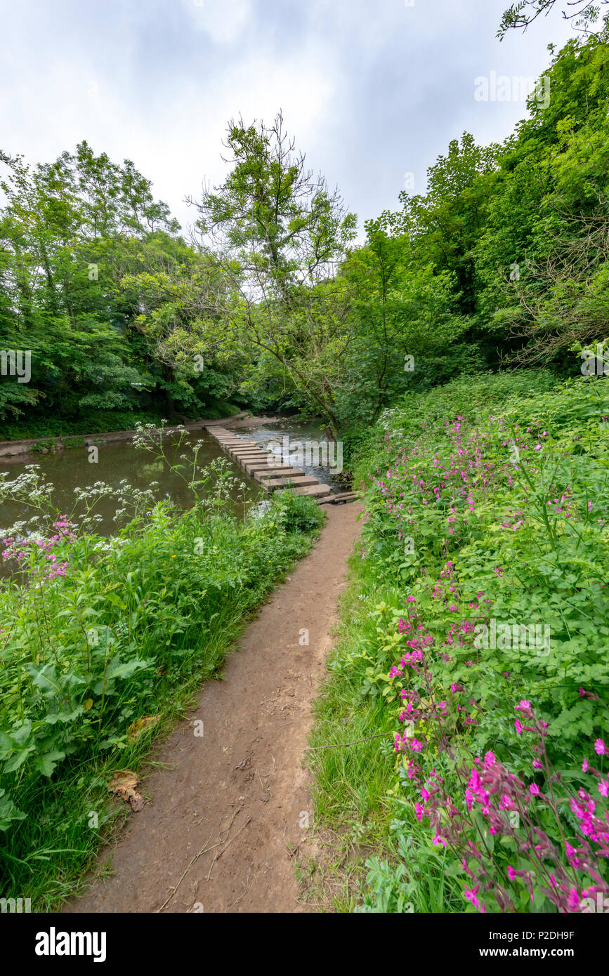 Bedlington Country Park, Bedlington, Northumberland, England Stock ...