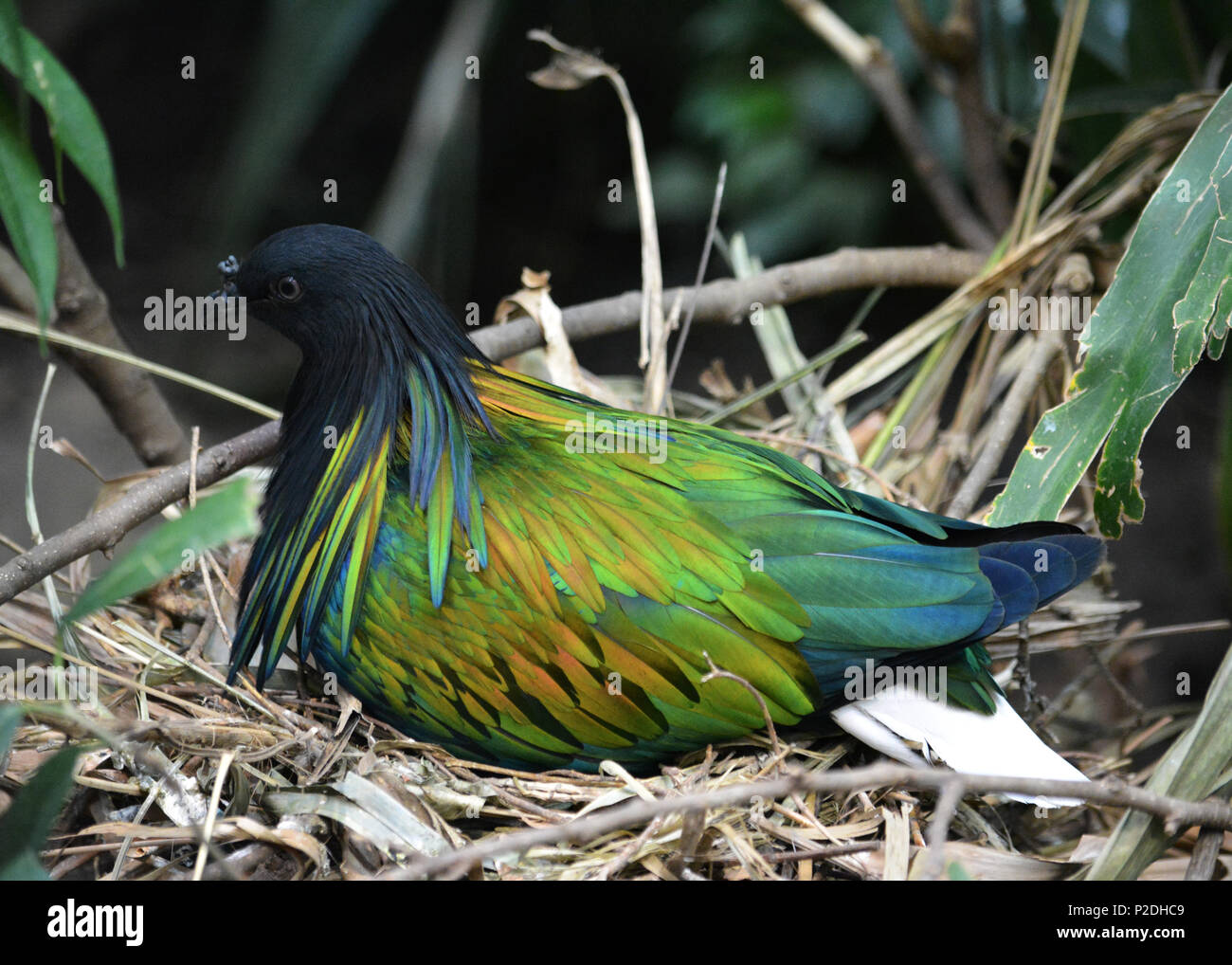 The Nicobar Pigeon Stock Photo - Alamy