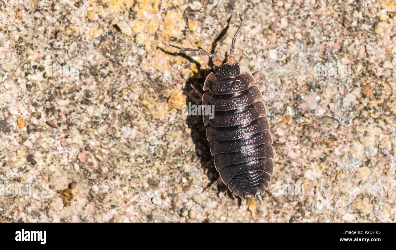 Woodlice woodlouse invertebrate hi-res stock photography and images - Alamy
