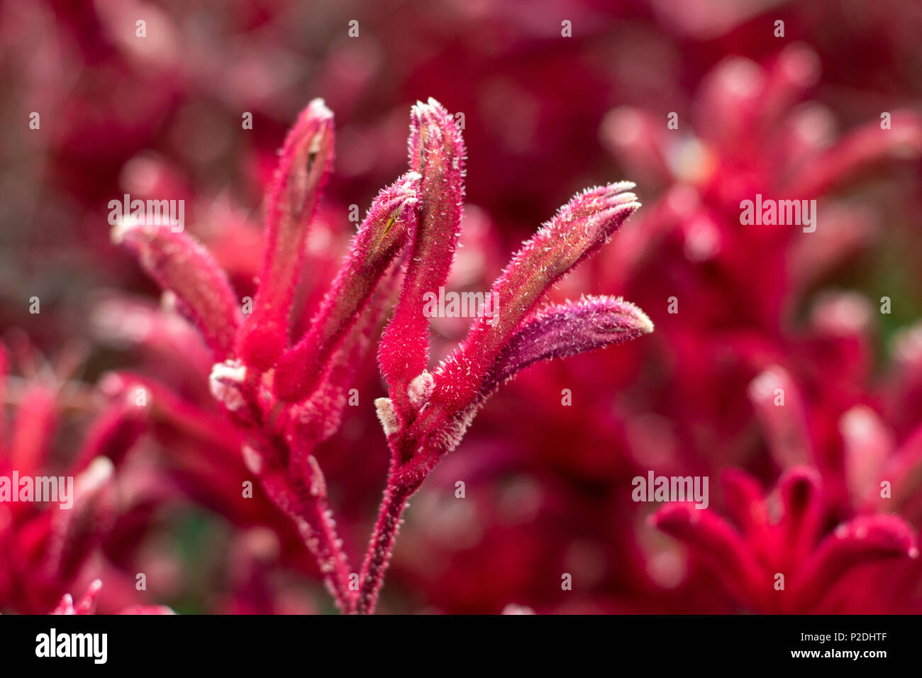 Kangaroo paw pollination hi-res stock photography and images - Alamy