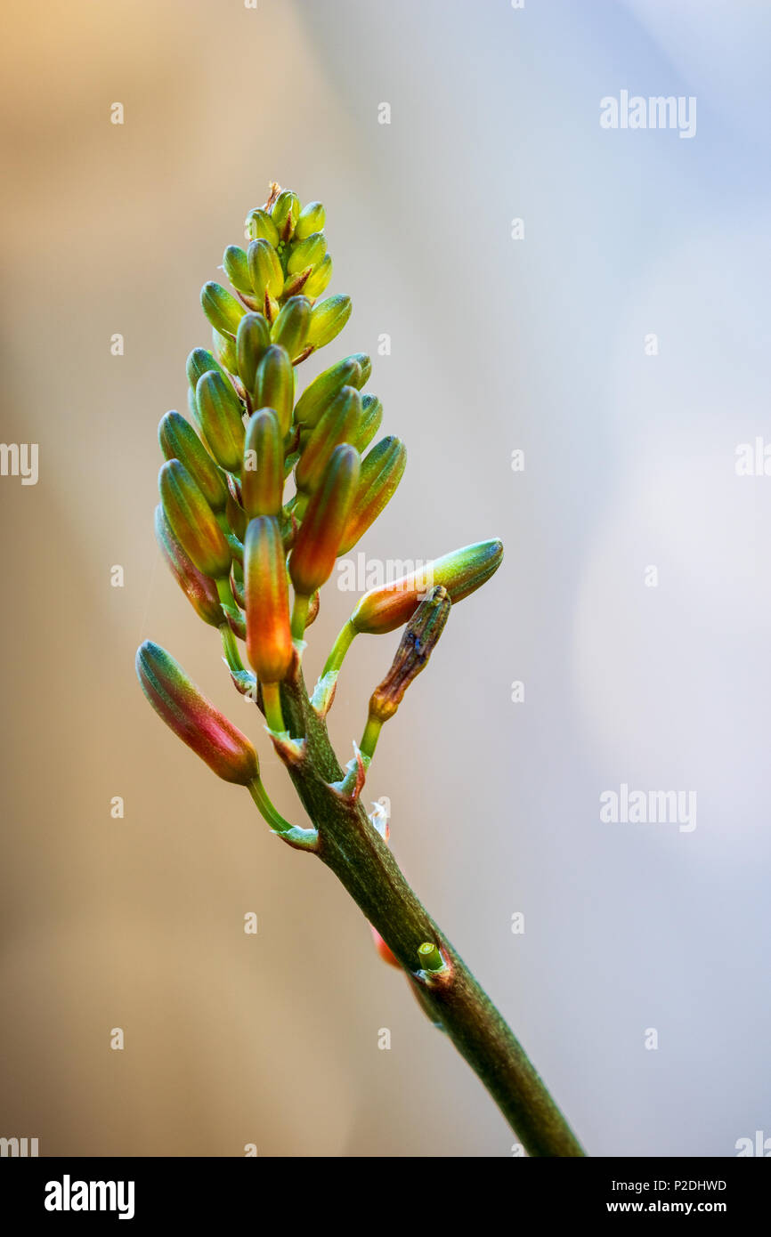 A close up of an Aloe Vera plant showing an open raceme Stock Photo - Alamy