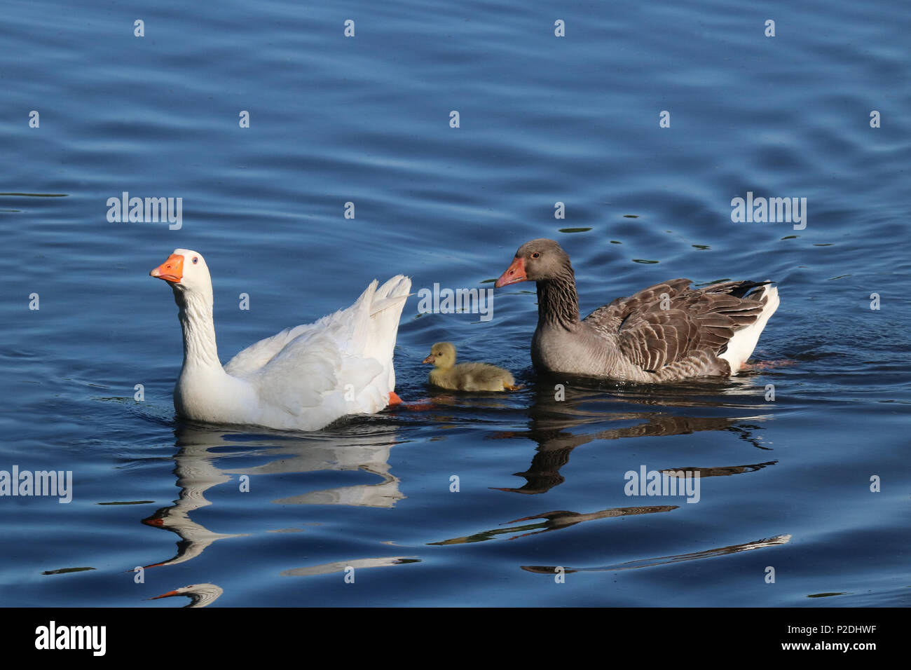 Father goose hi-res stock photography and images - Alamy