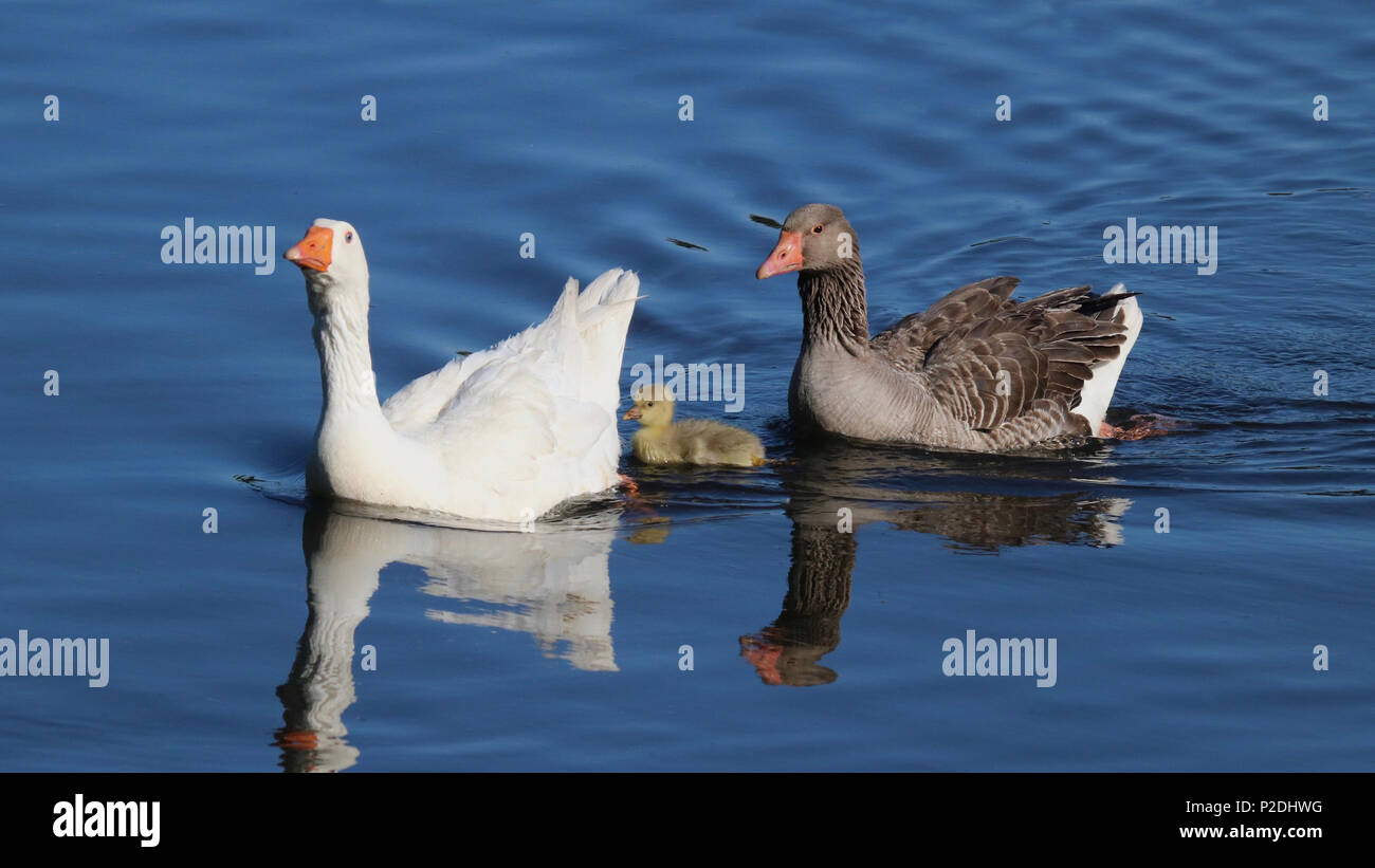 Goose parents lead their gosling across a blue lake in Springtime Stock ...