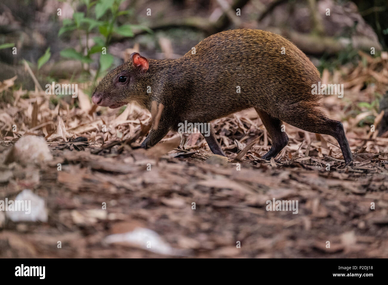 A Central American agouti forages for food Stock Photo - Alamy