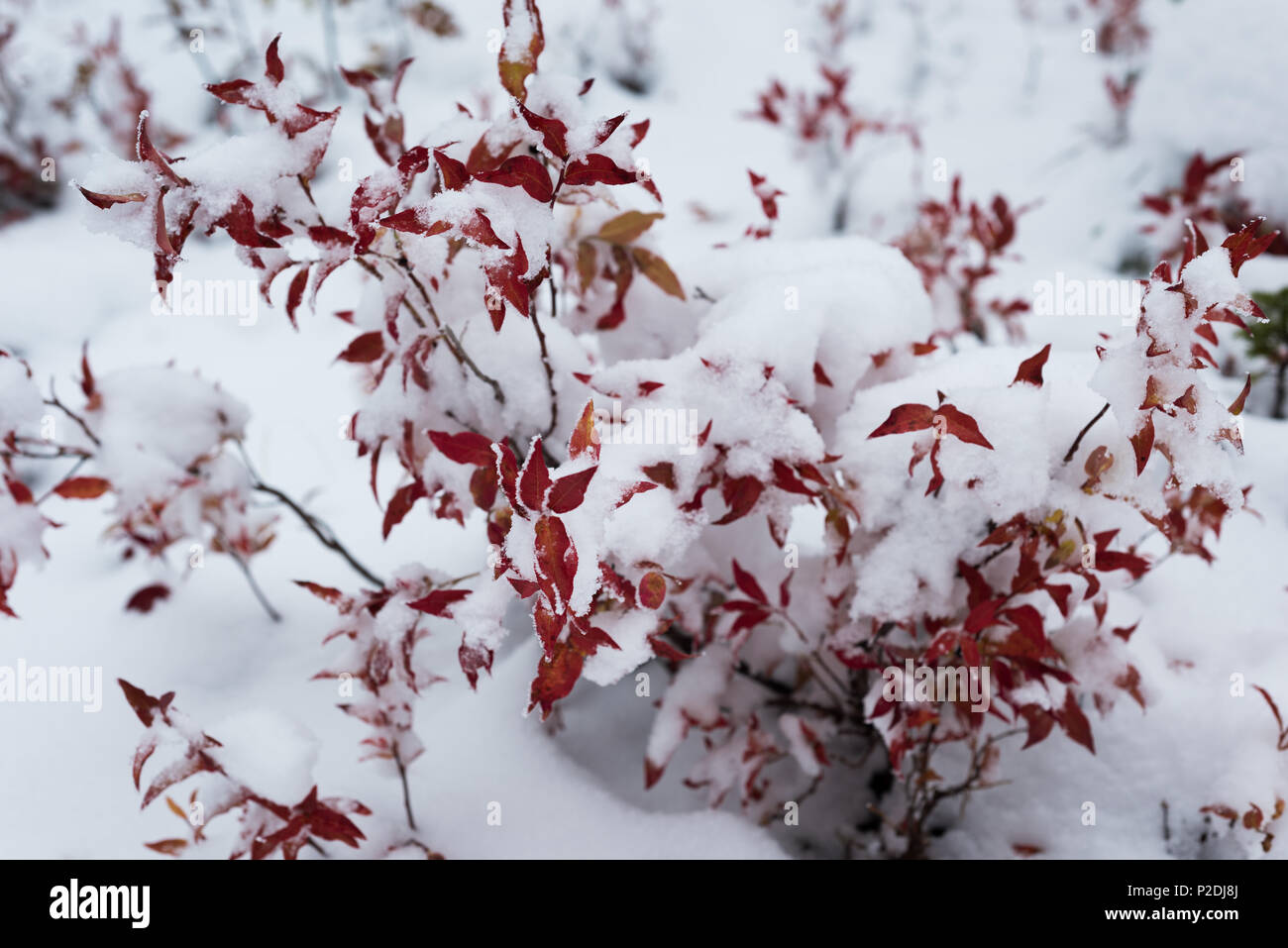 Flora freeze hi-res stock photography and images - Alamy