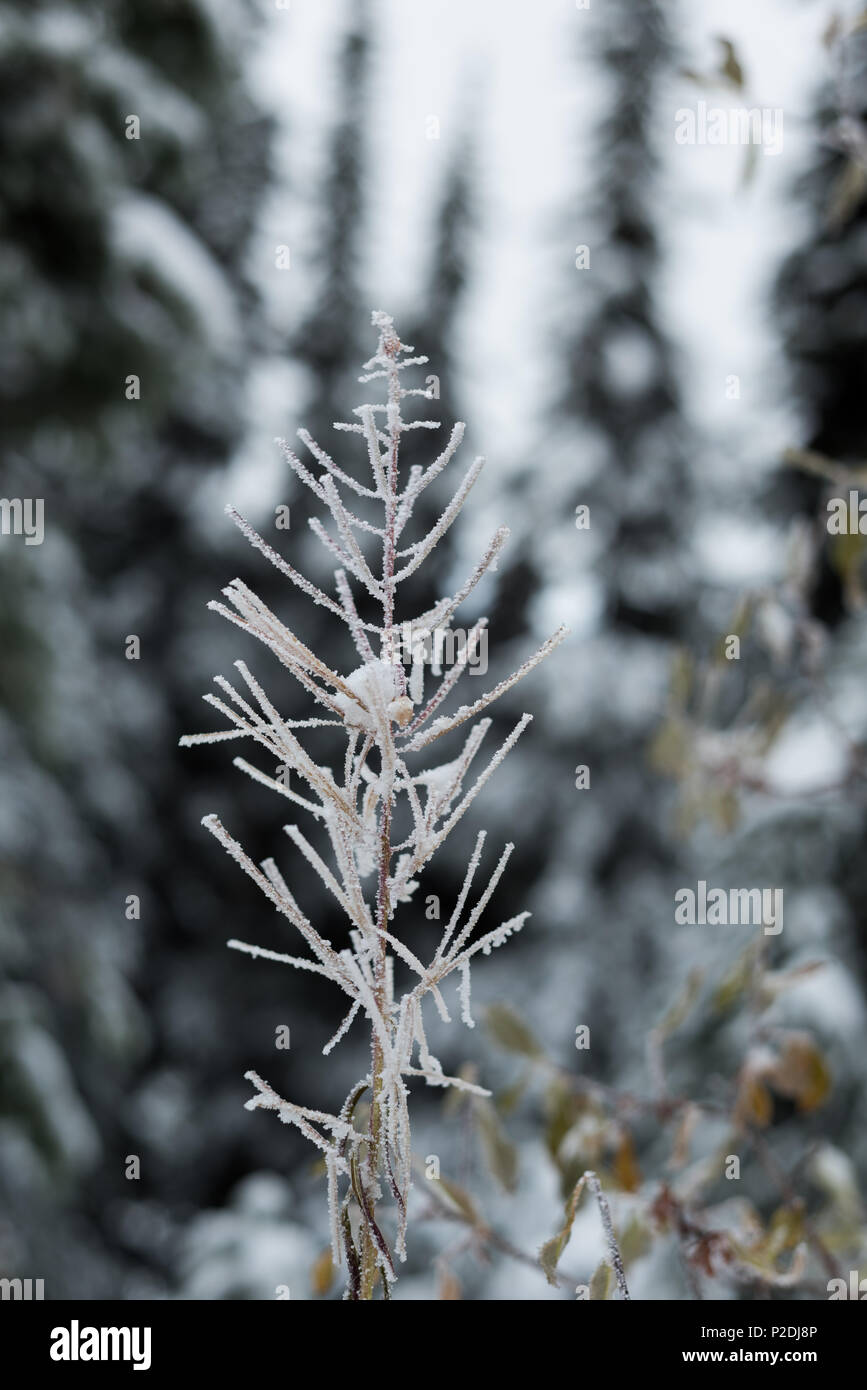 Flora freeze hi-res stock photography and images - Alamy