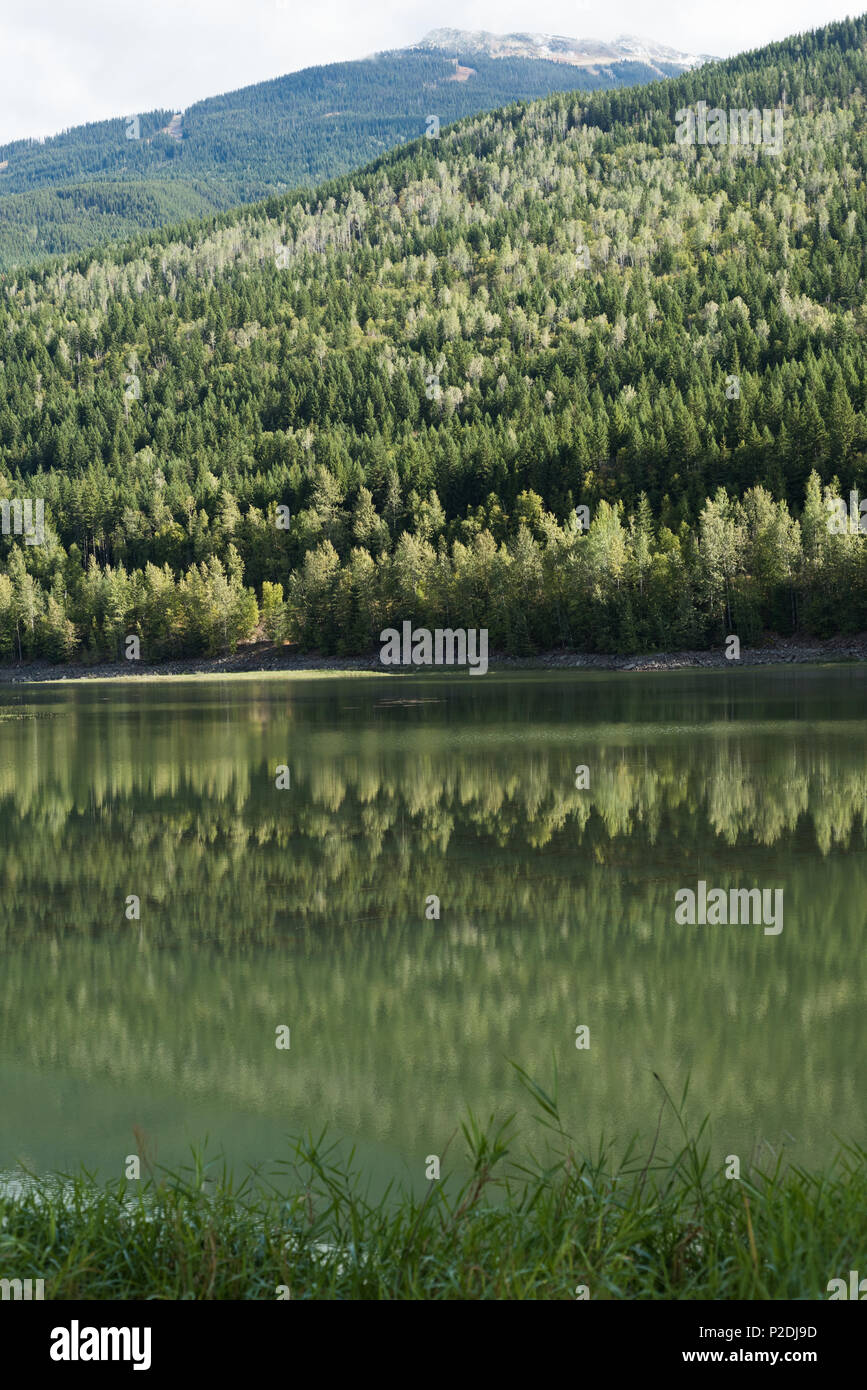 Mountain slope covered with green forest Stock Photo - Alamy
