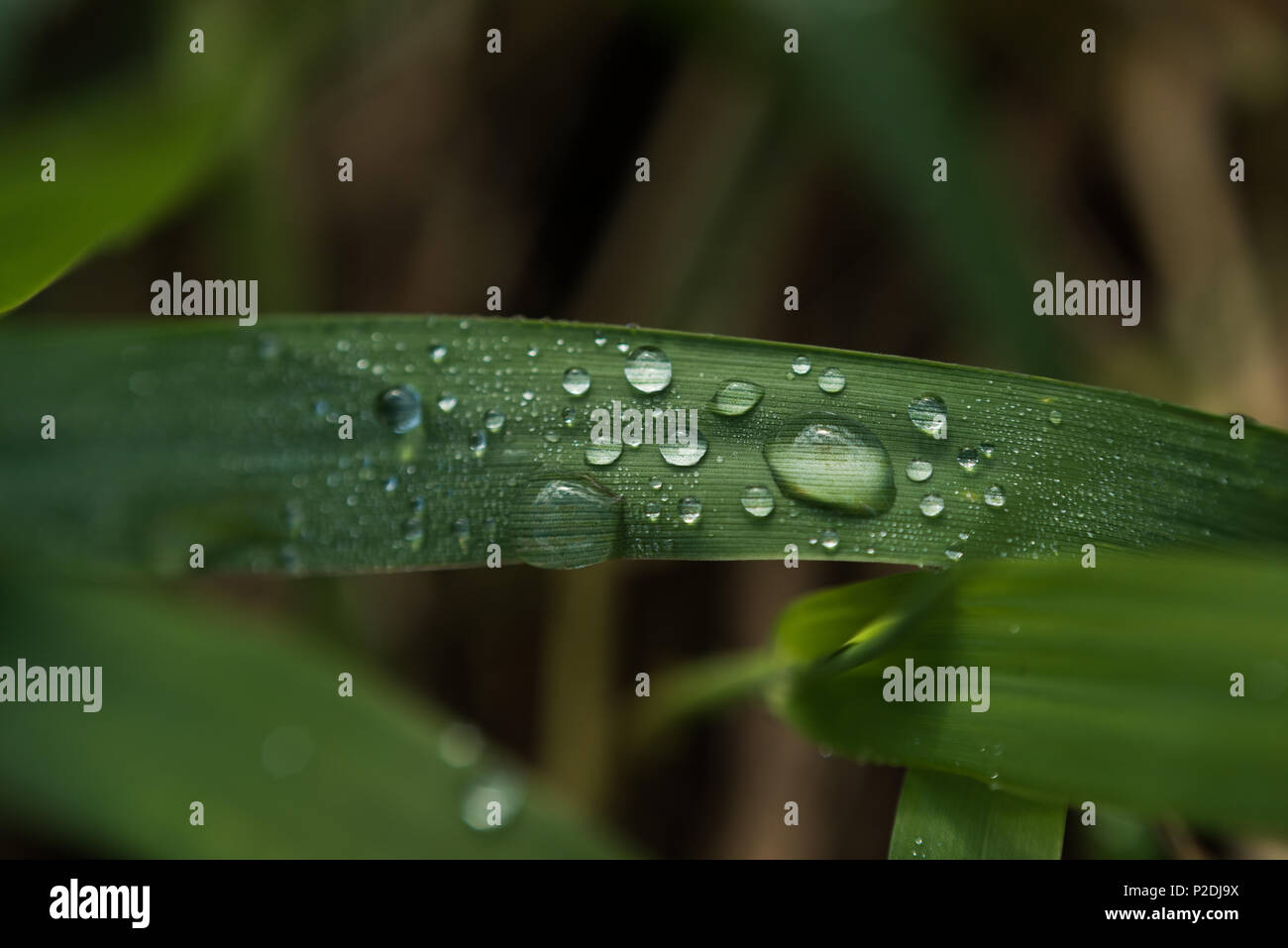 Drops dew on leaves grass hi-res stock photography and images - Alamy