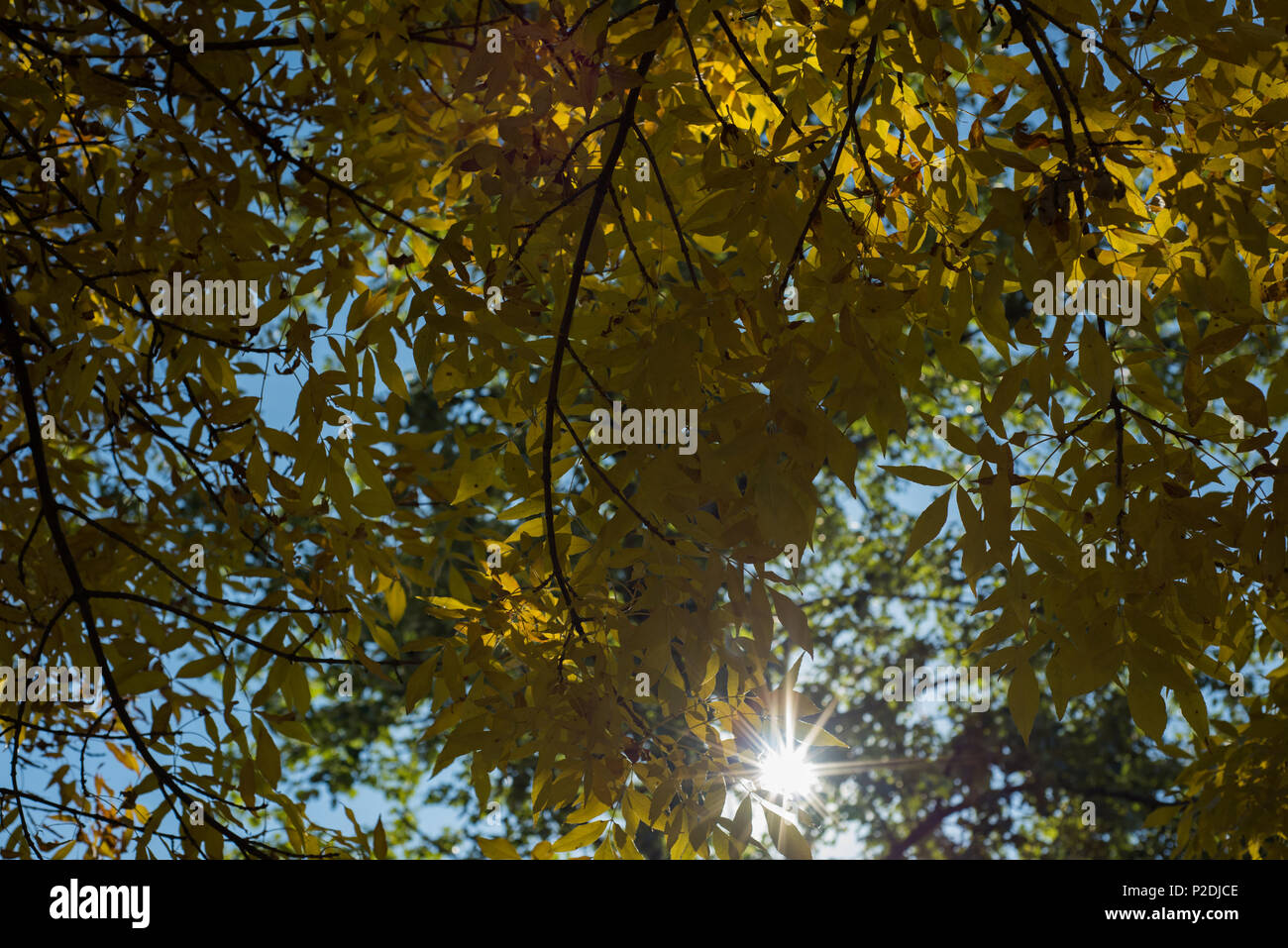 Trees passing by hi-res stock photography and images - Alamy