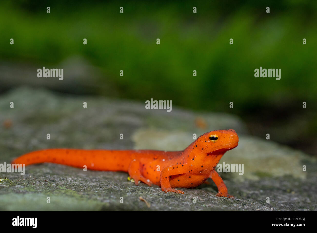 Eastern (red-spotted) newt - Notophthalmus viridescens Stock Photo - Alamy