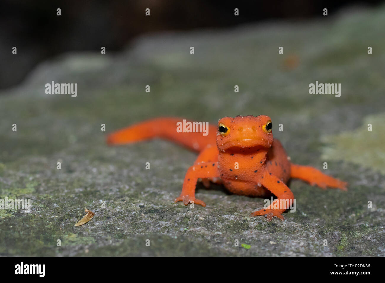 Red eft eastern newt hi-res stock photography and images - Alamy